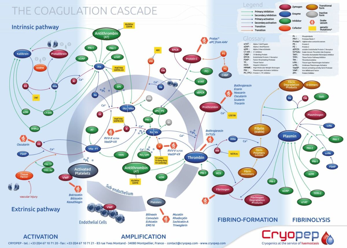 THE COAGULATION CASCADE POSTER - Cryopep